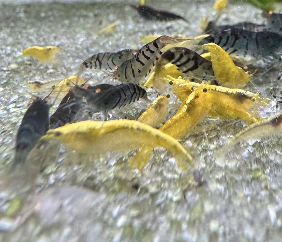 Yellow Neocaridina Shrimp - Tryonia Farms